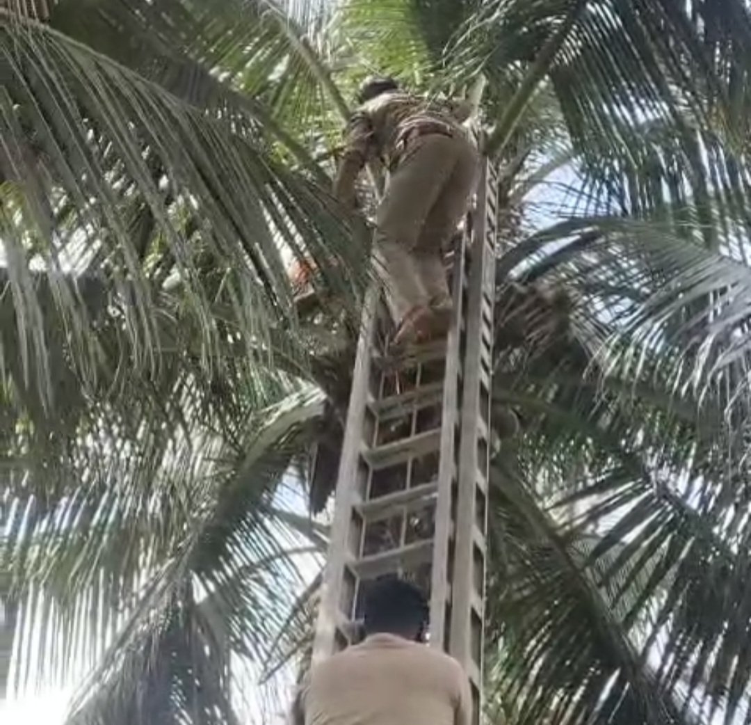 കരിക്കിടാൻ കയറിയ യുവാവ് തെങ്ങിന് മുകളിൽ ഇരുന്ന് മരിച്ചു;സംഭവം ...